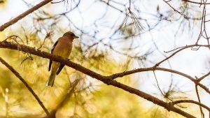 What is the difference between a twig, a branch and a limb? (the ...