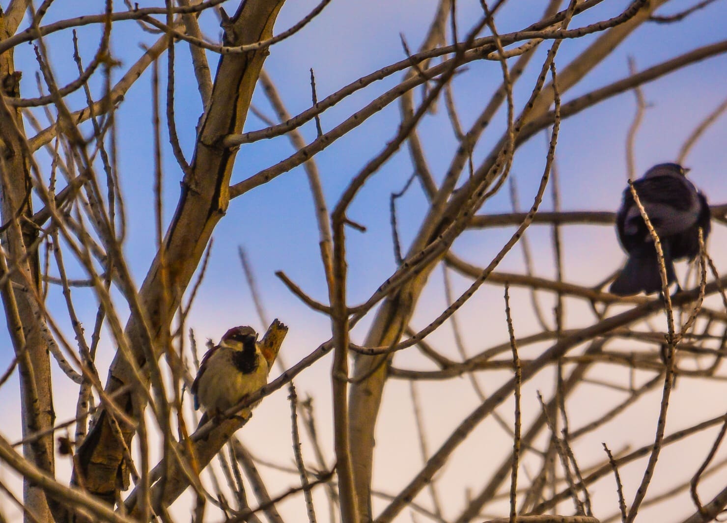 What is the difference between a twig, a branch and a limb? (the ...